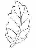 Tree Leaf Coloring Pages