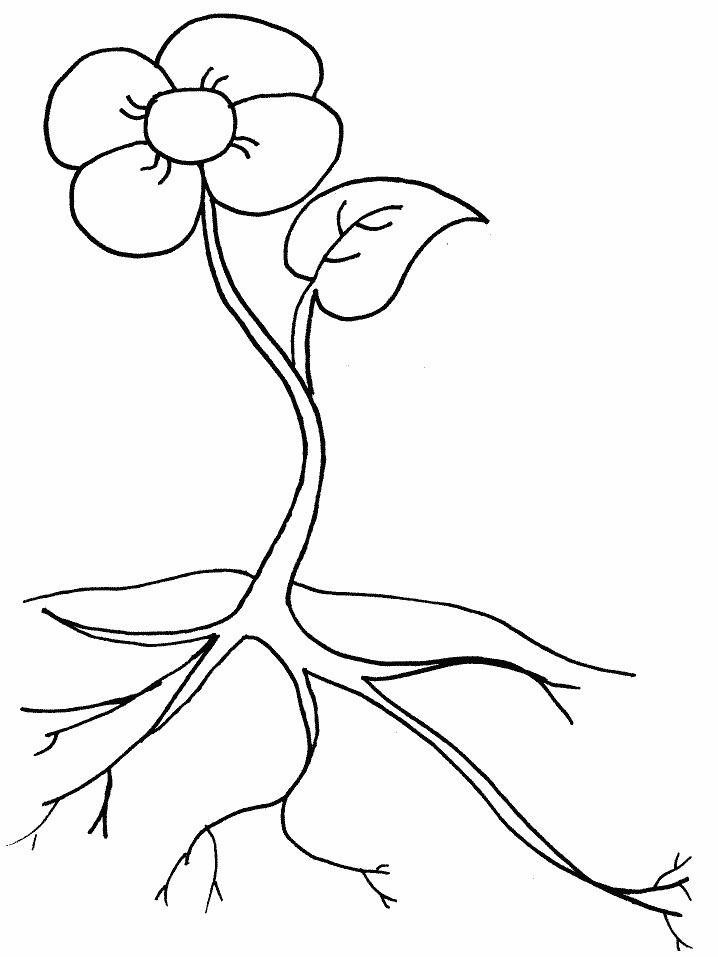 Hudtopics Parts Of A Plant Coloring Page