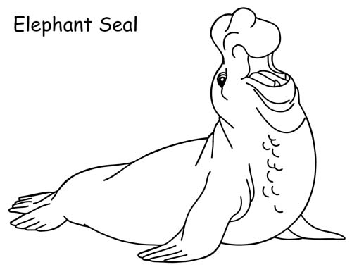 Seals Coloring Pages